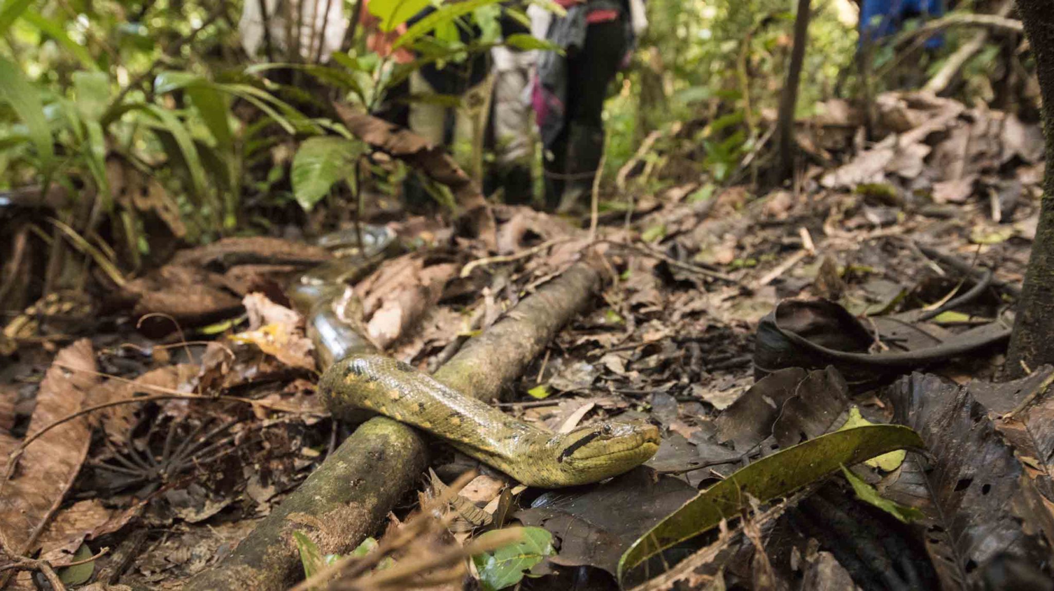 La Perla Amazon Cruise: Explore the Peruvian Rainforest