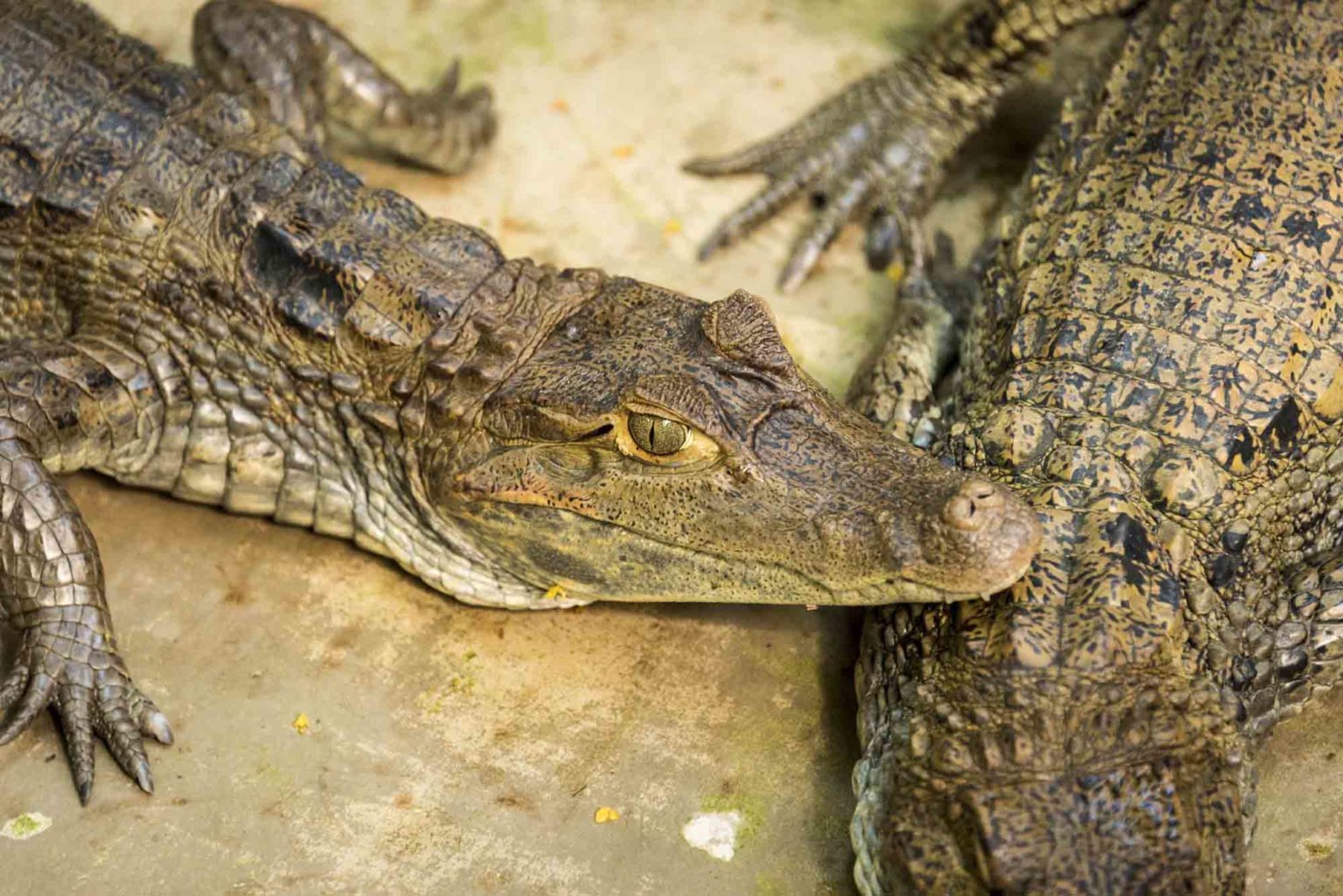 La Perla Amazon Cruise: Explore the Peruvian Rainforest